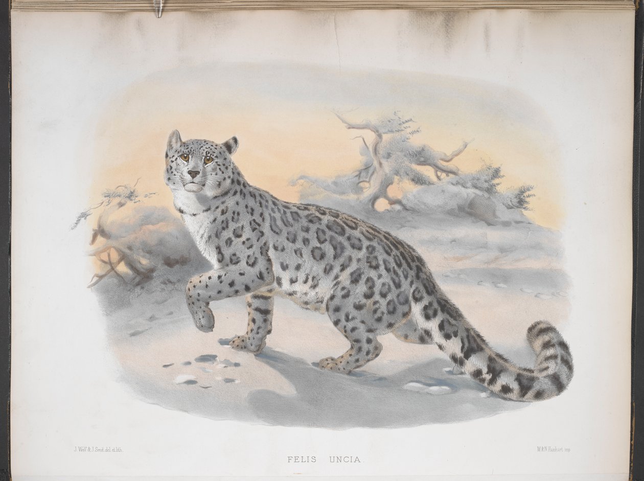 Snow Leopard Painting