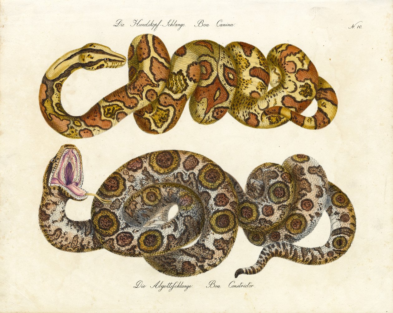 Dog-headed Boa and Boa Constrictor by Karl Joseph Brodtmann