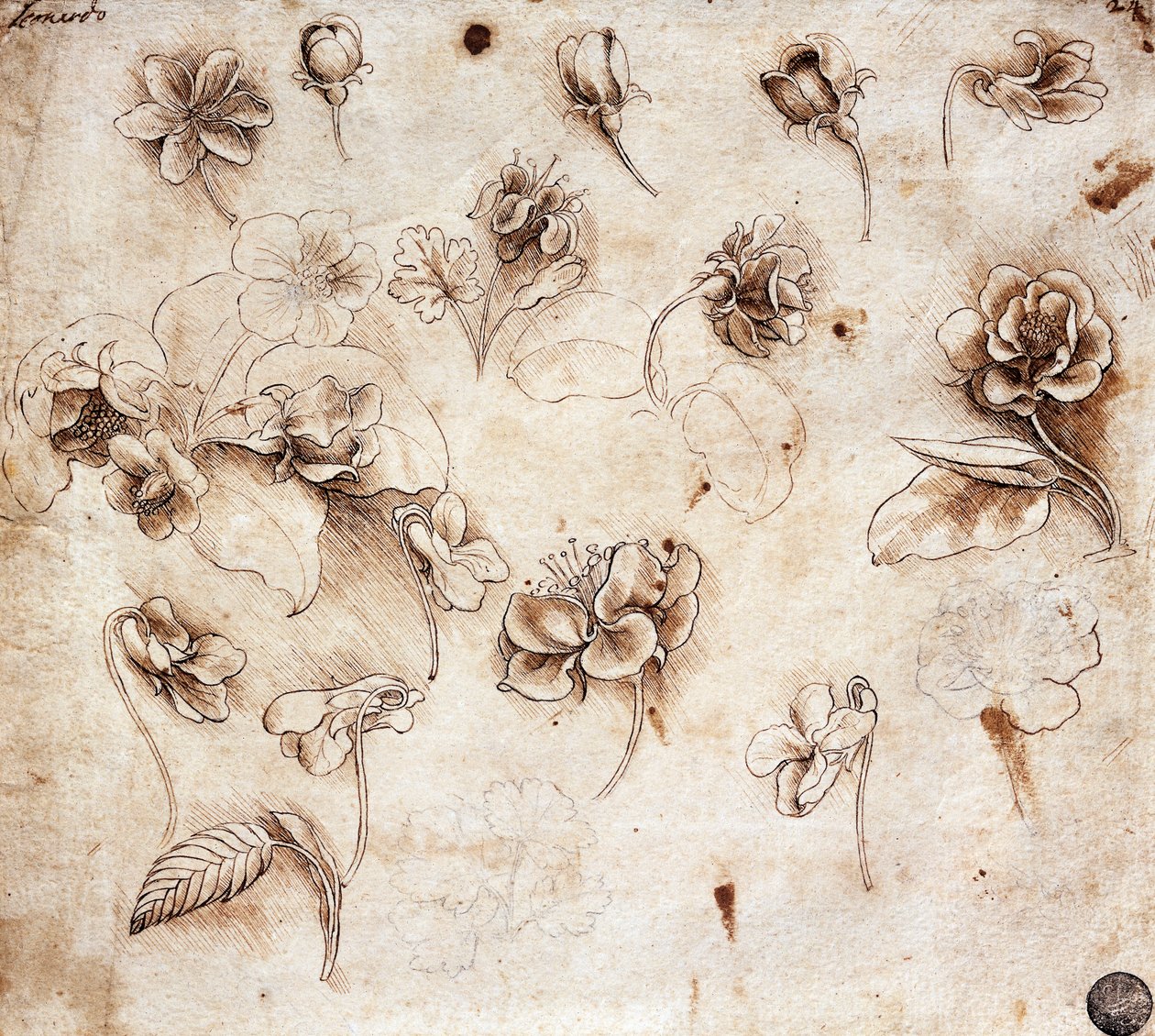 Botanical Table, Drawing 237 by Leonardo da Vinci
