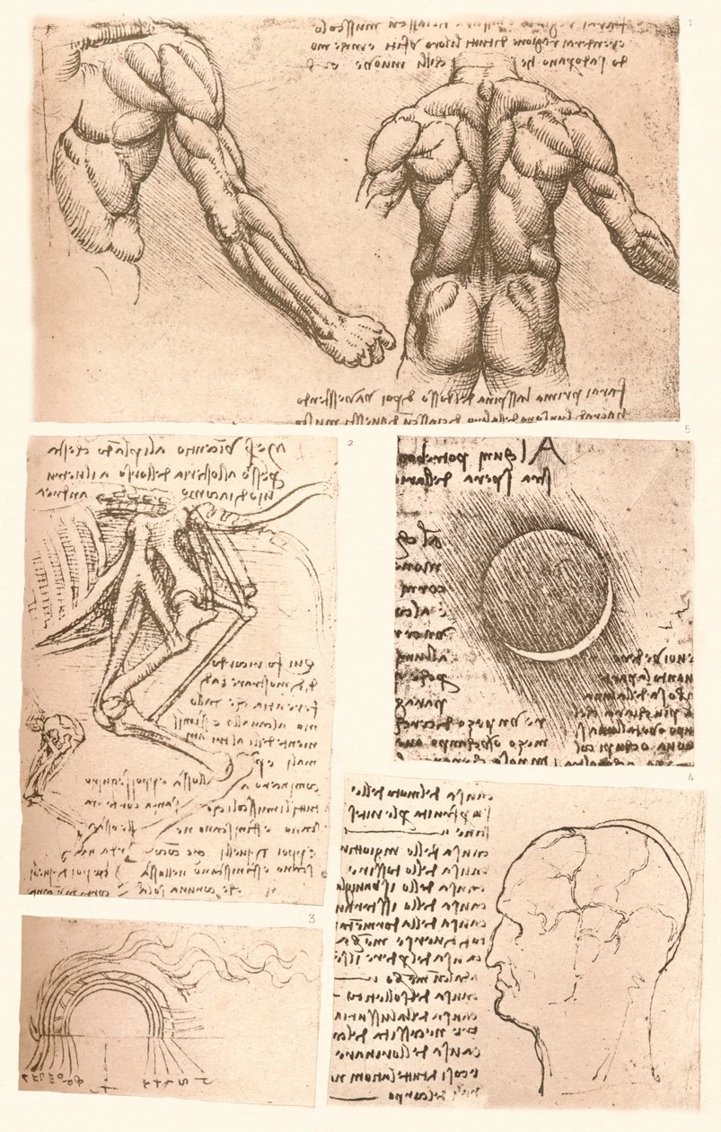 Desenhos De Anatomia De Leonardo Da Vinci Da Vinci: Mais De 174.859