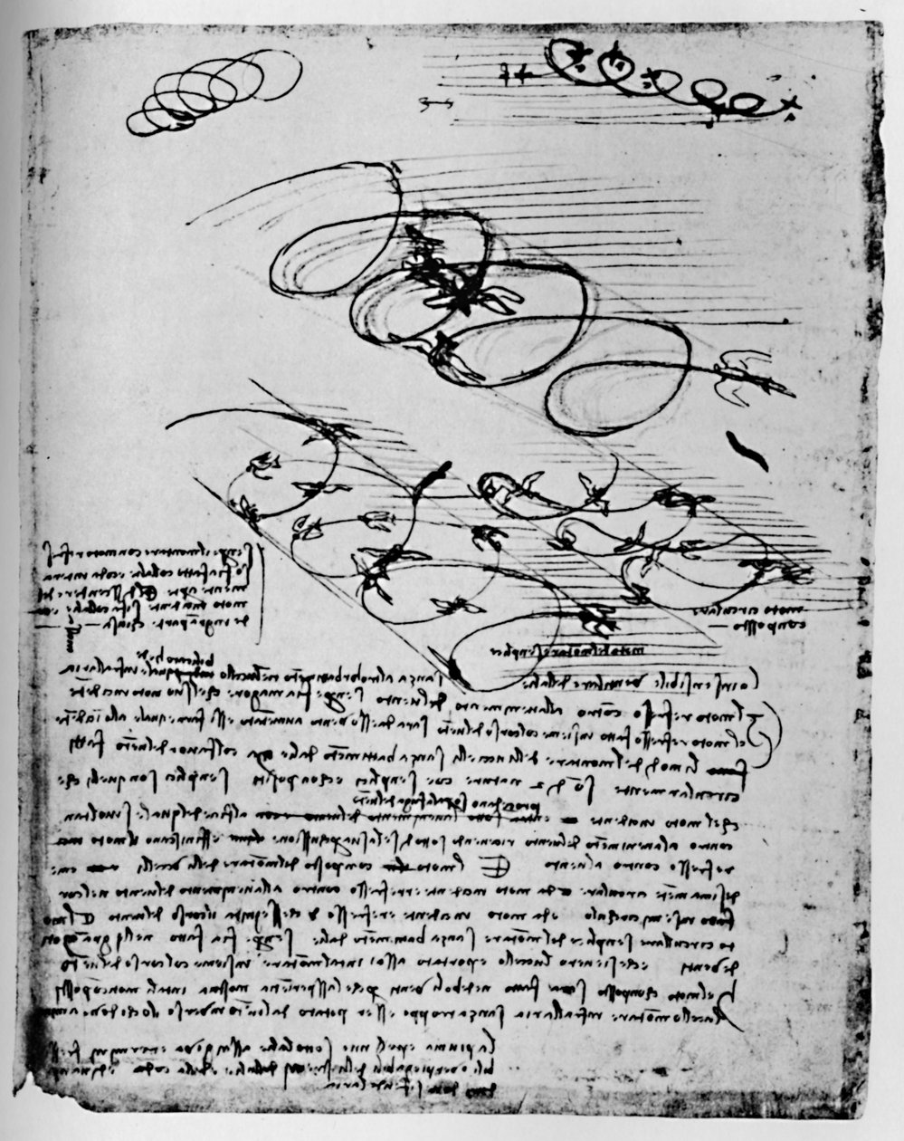 Leonardo Da Vinci Birds