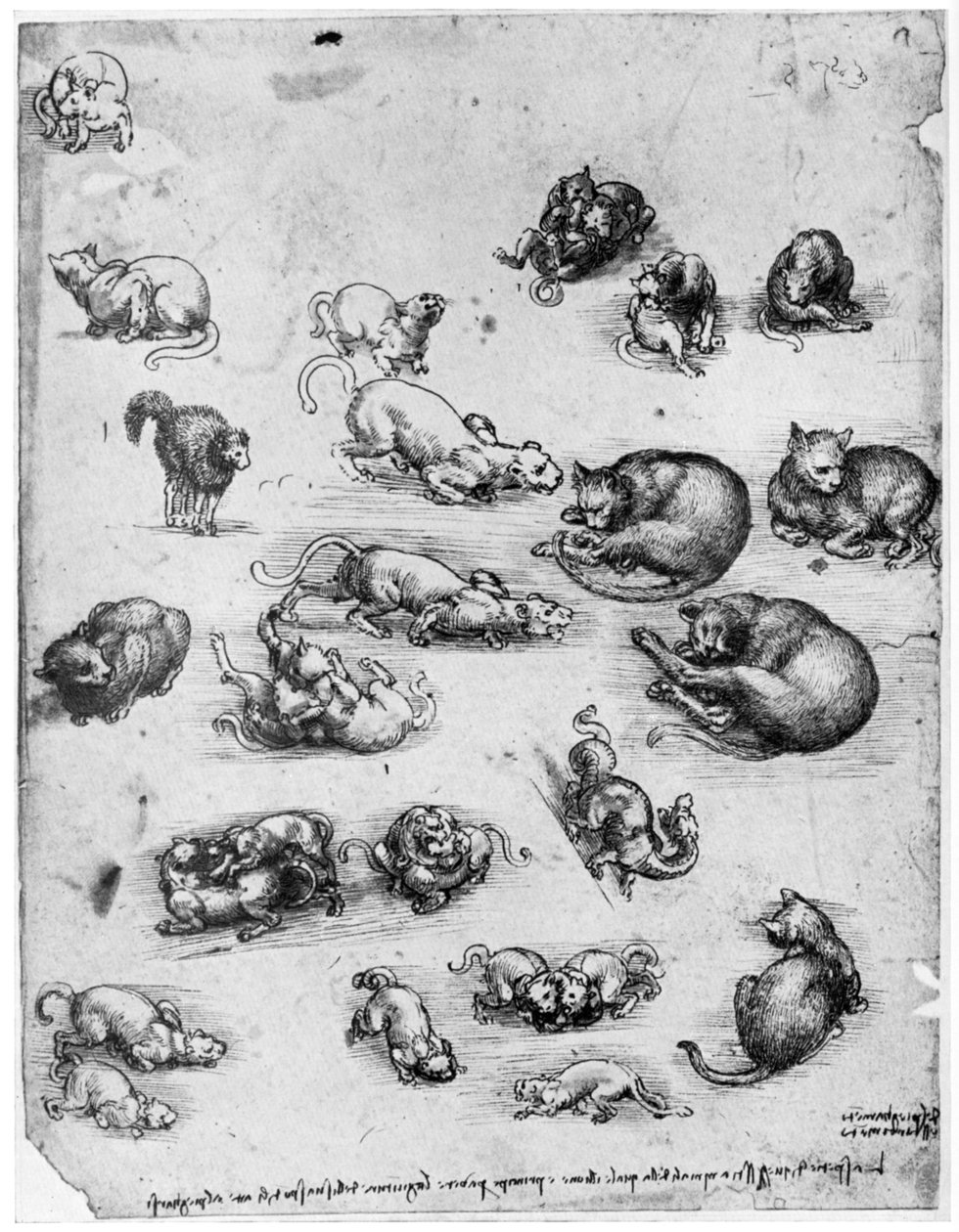 Studies of Cats by Leonardo da Vinci: Buy fine art print
