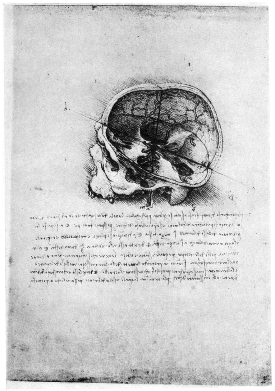 Study of a human skull, late 15th or early 16th century