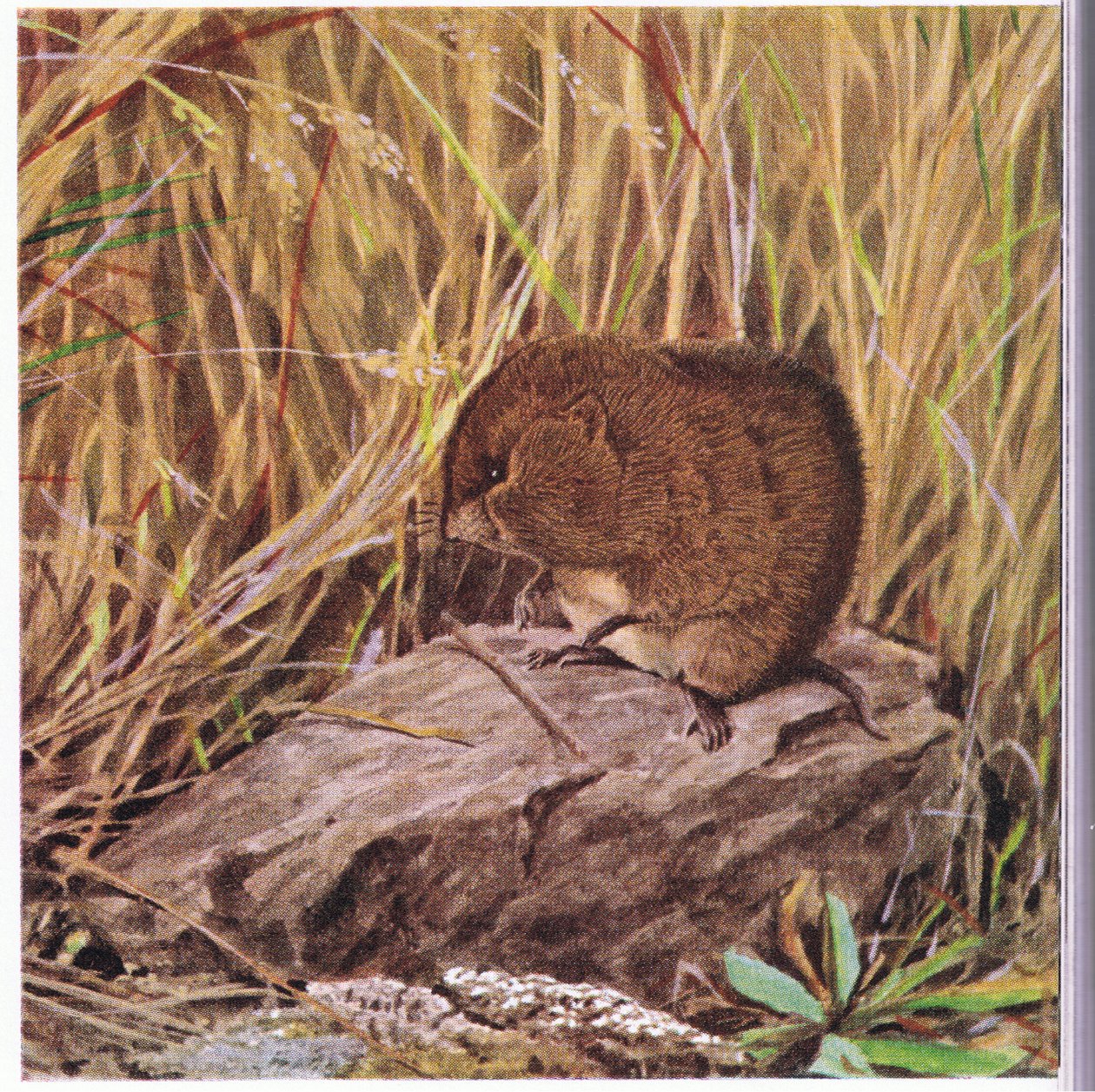 Field Mouse or Vole, Ever Vigilant, Surveys His Highway Through a ...