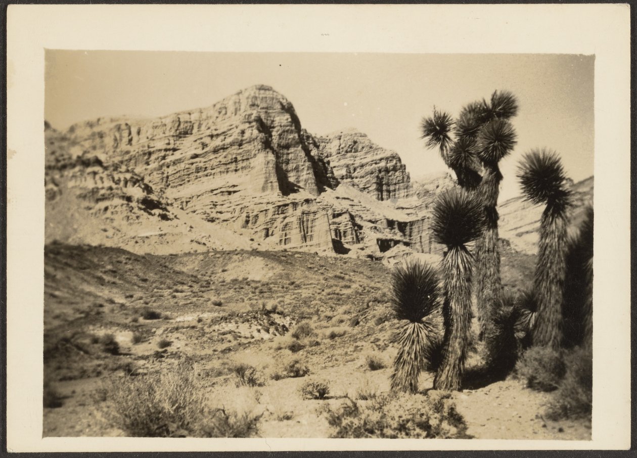 Landscape with Joshua Trees by Louis Fleckenstein