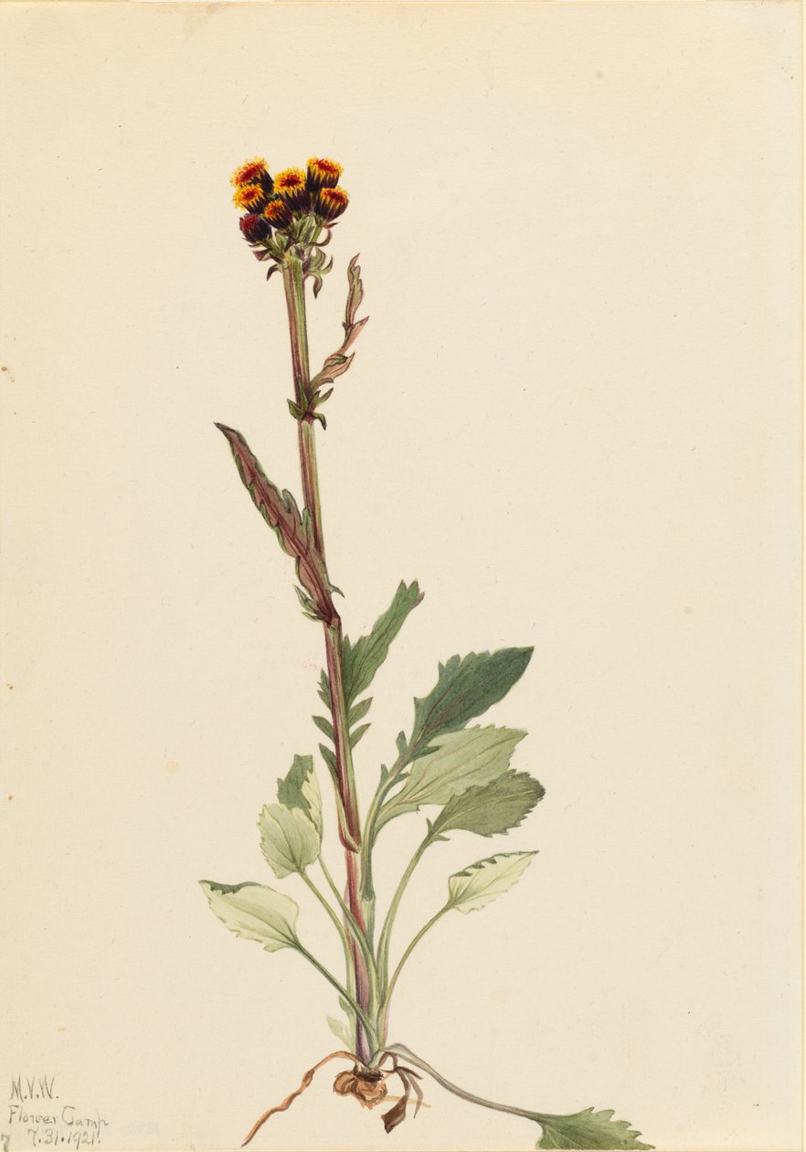 Rayless Groundsel (Senecio pauciflorus) by Mary Vaux Walcott