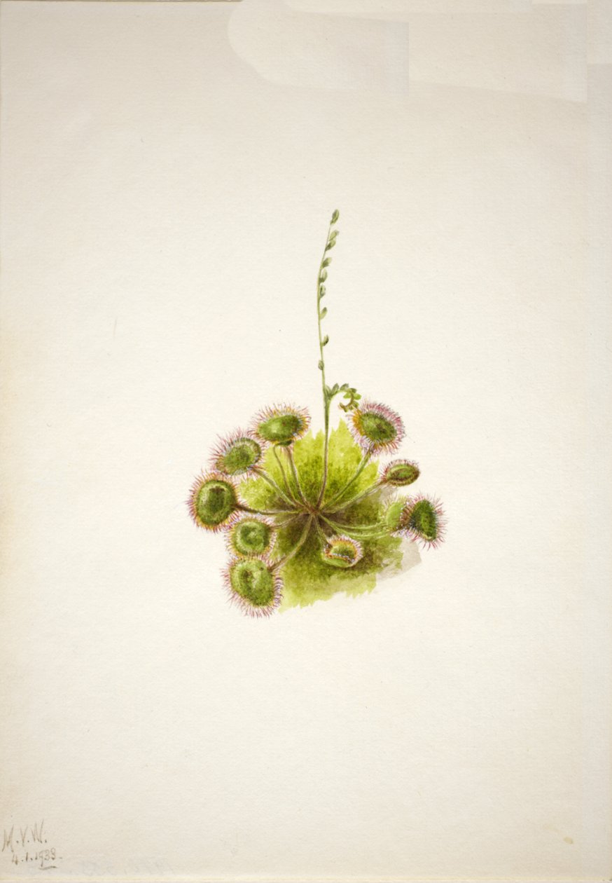 Sundew Plant Drawing