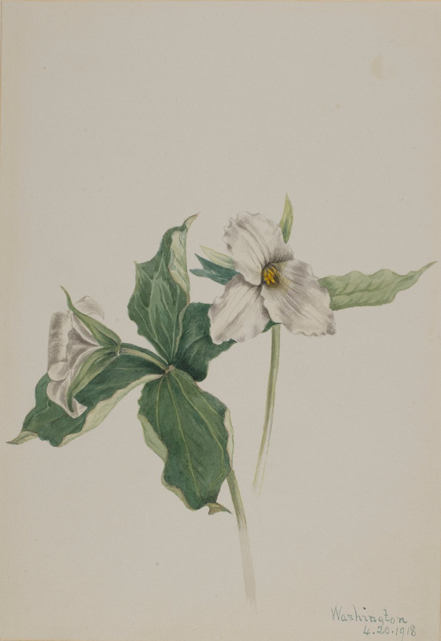 Wake-Robin (Trillium grandiflorum) by Mary Vaux Walcott