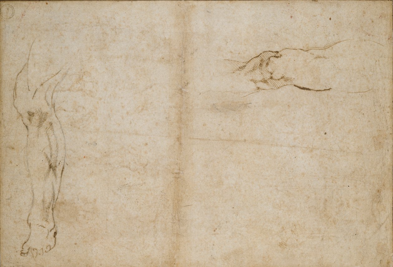Verso: Studies of a Man's leg by Michelangelo Buonarroti