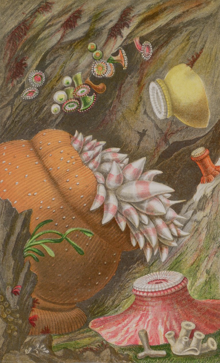 The Crimson Imperial, the Yellow Imperial and the Globehorn, plate IX ...