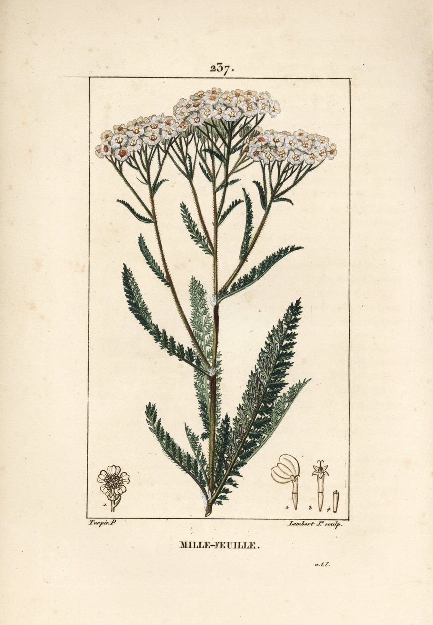Yarrow Flower Drawing Achillea Millefolium (yarrow) Our Beautiful Wall