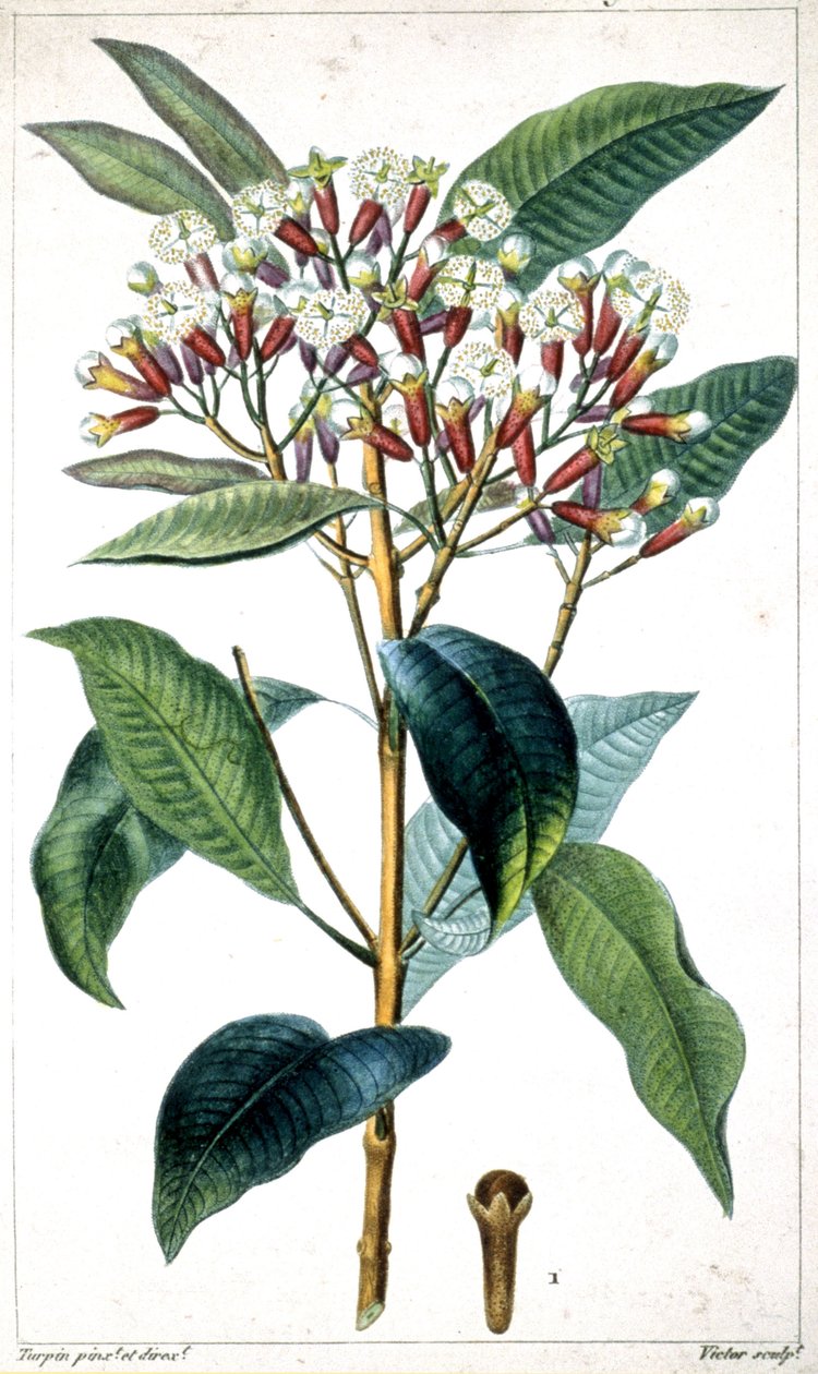 Clove Tree Leaf