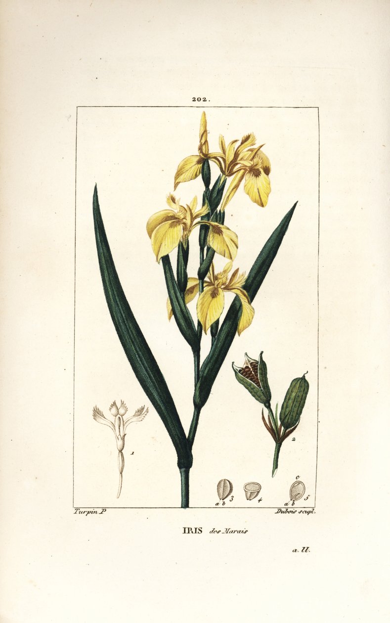 Yellow Iris, Iris Palustris Lutea