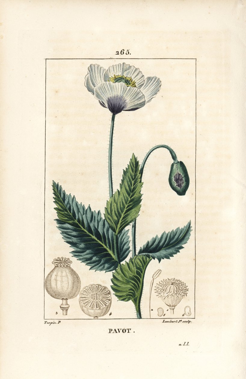 Papaver Somniferum Opium