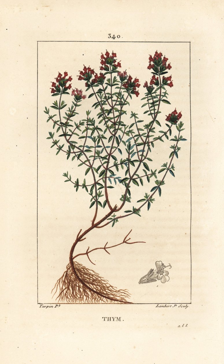 Thymus Plant Drawing