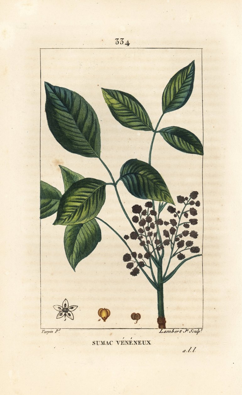 Poison Oak Plant Drawing
