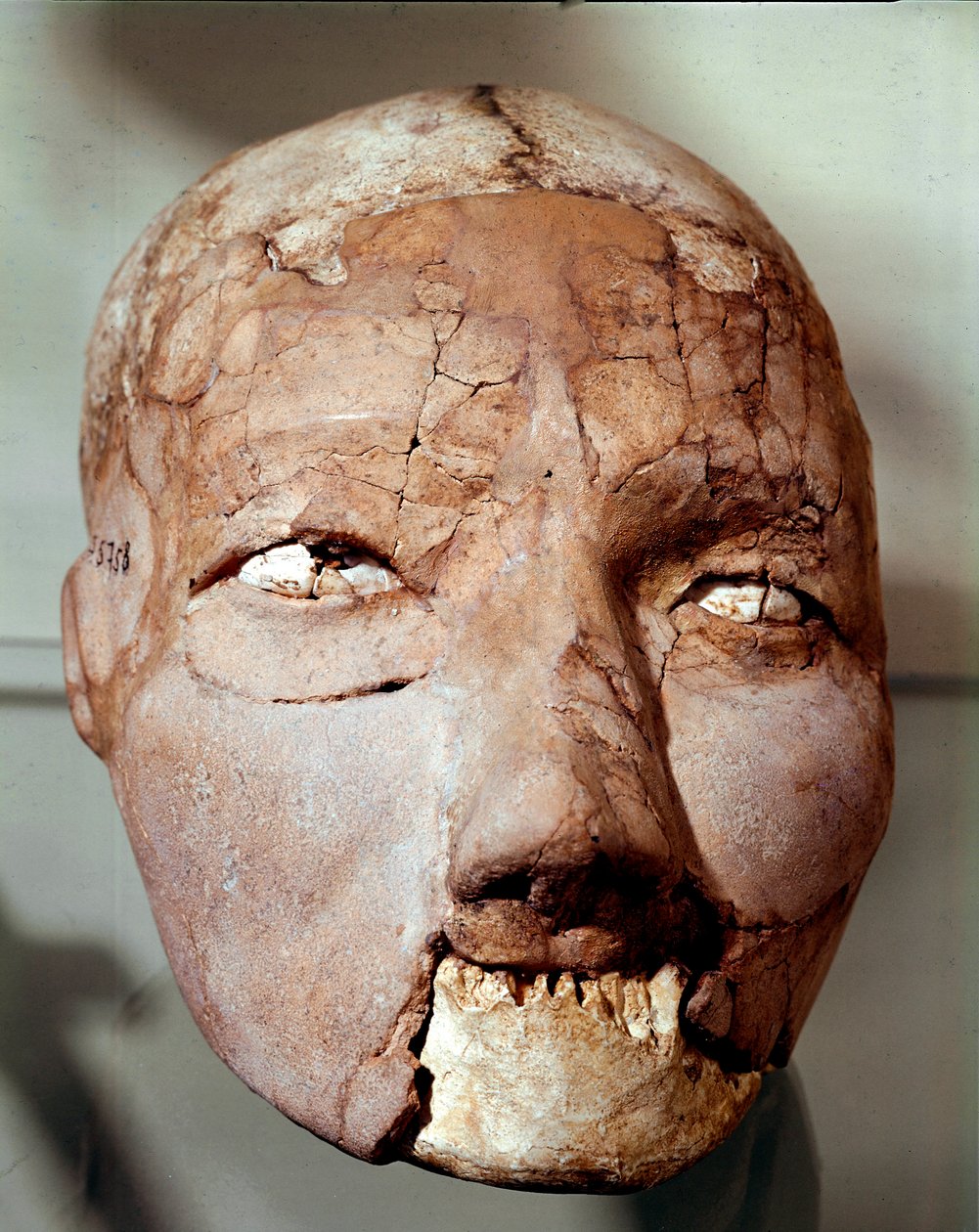 Neolithic Human Skull by Prehistoric Prehistoric