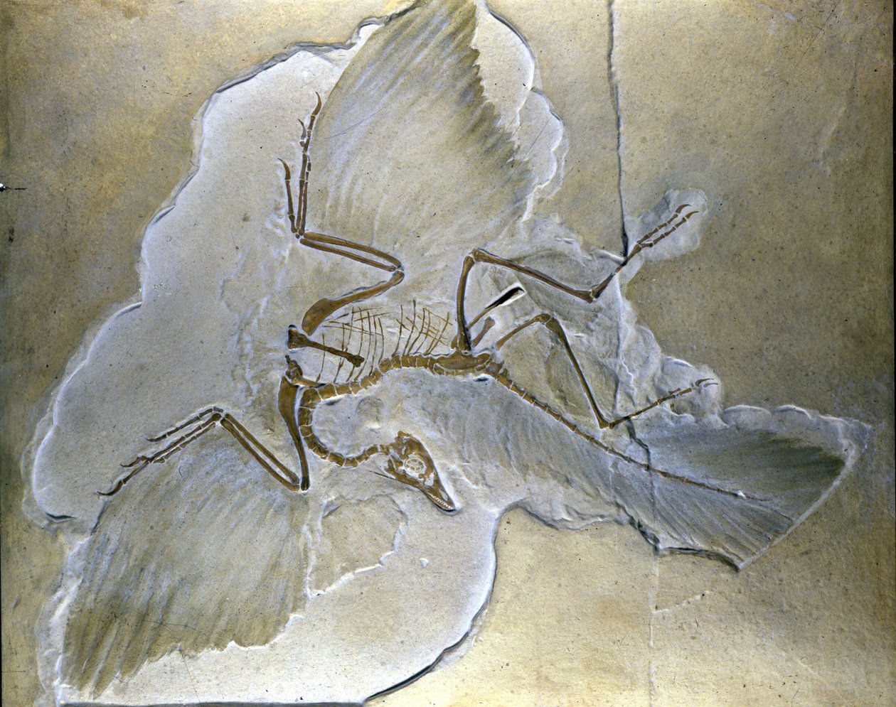 Prehistoric Bird Fossils