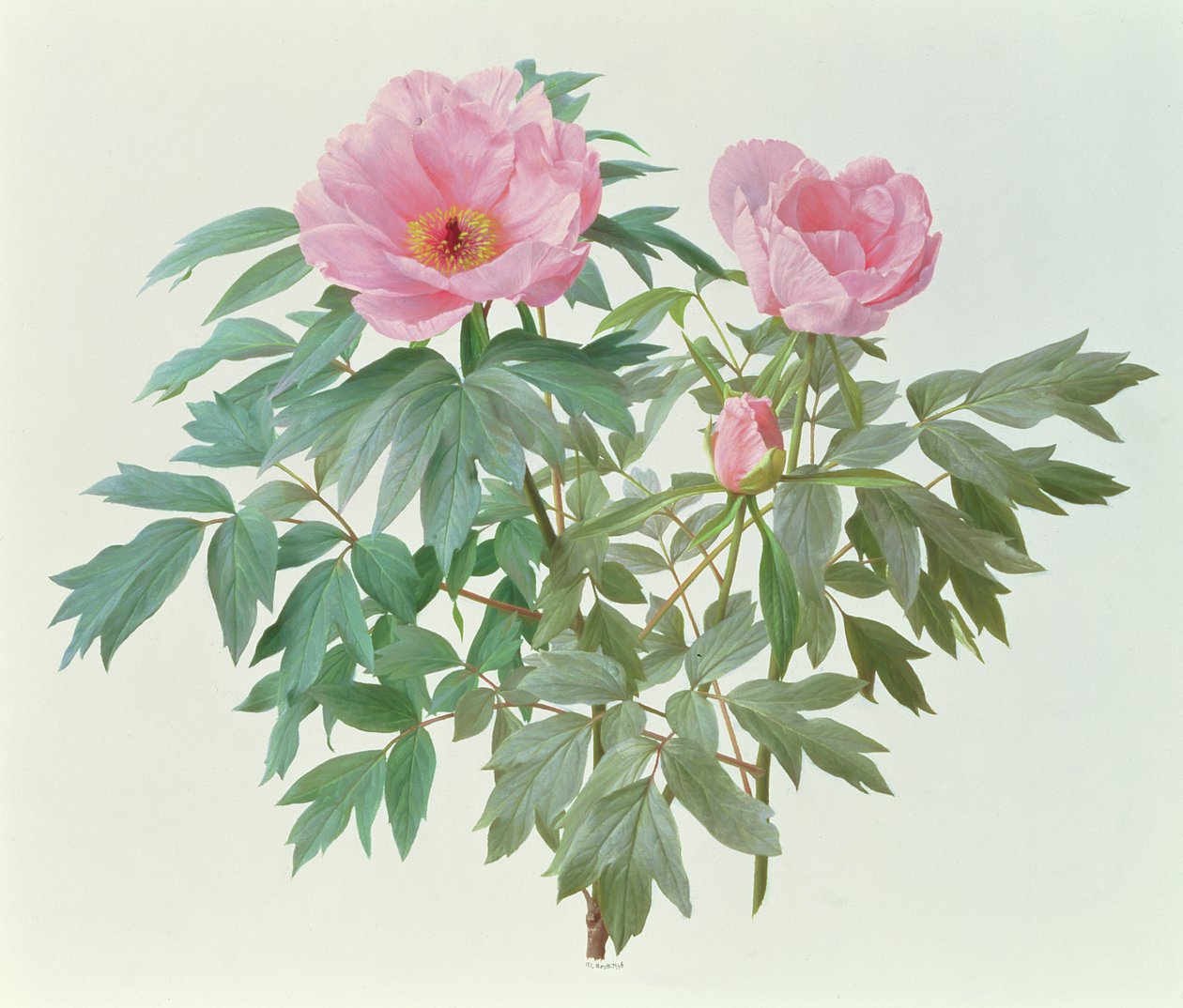 Japanese Tree Peony by Raymond Booth: Buy fine art print
