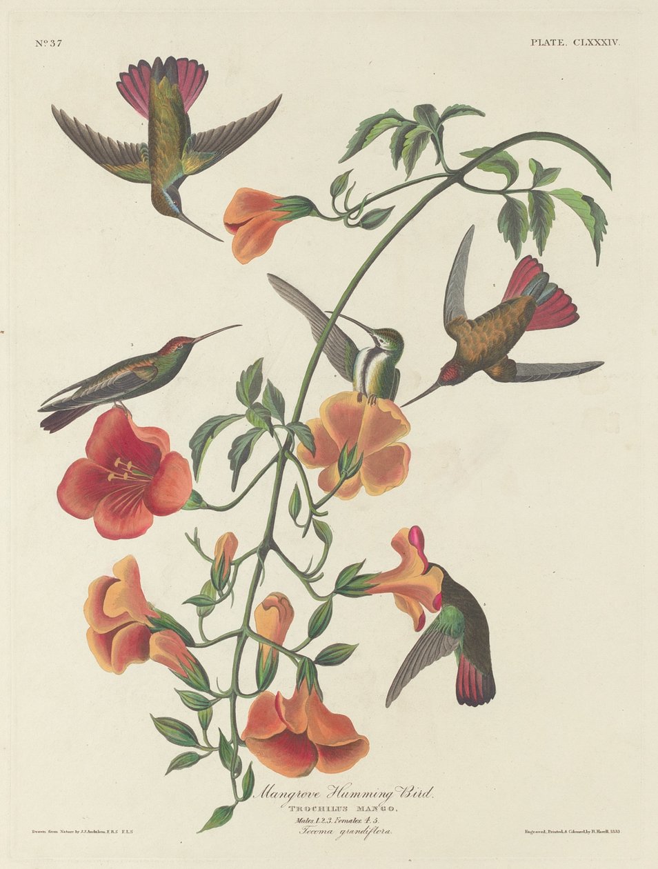 Mangrove Humming Bird by Robert Havell: Buy fine art print