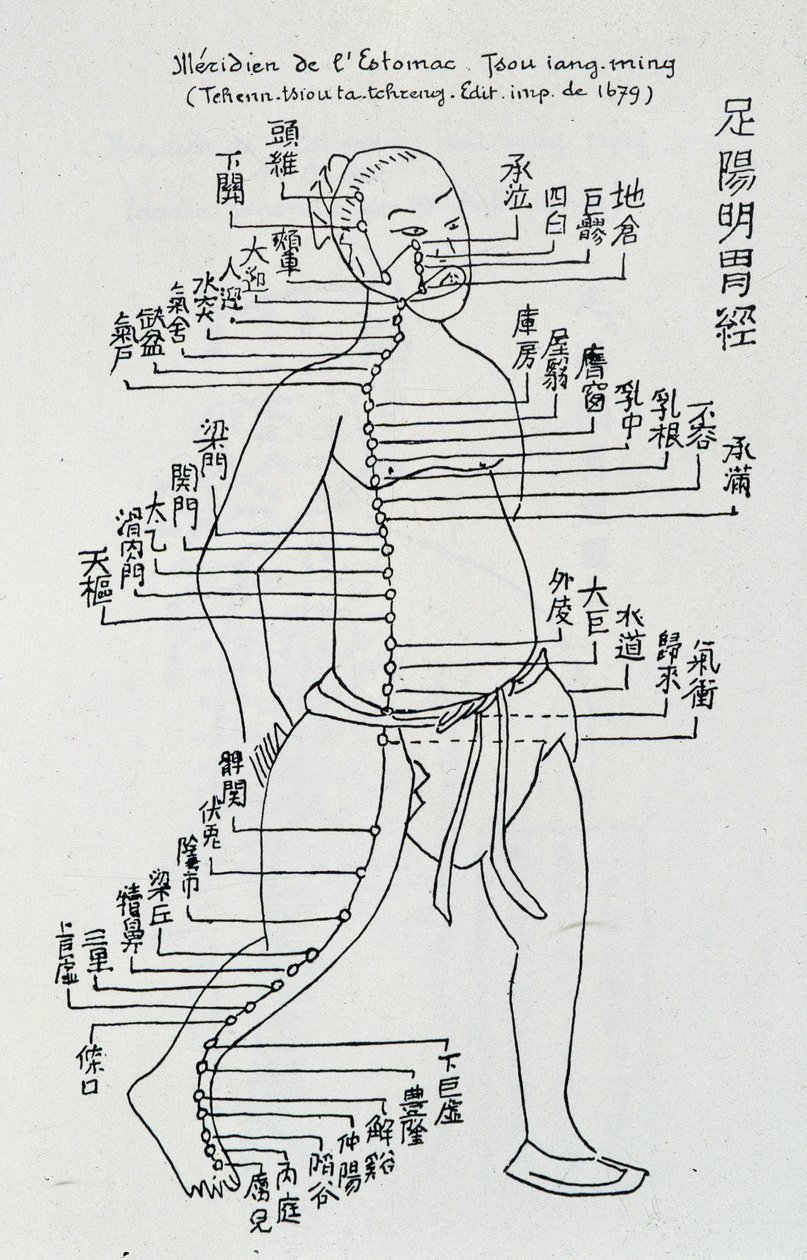 Stomach Meridian Diagram