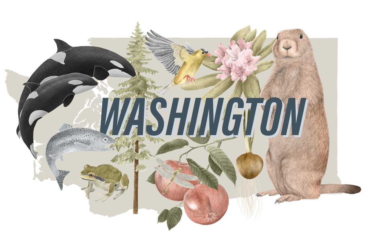 Washington State Symbols by Stacy Hsu: Buy fine art print