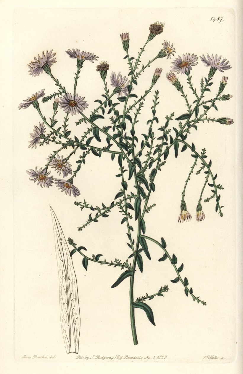 Aster Drawing Poster Praying Mantis On A New England Aster Waiting To