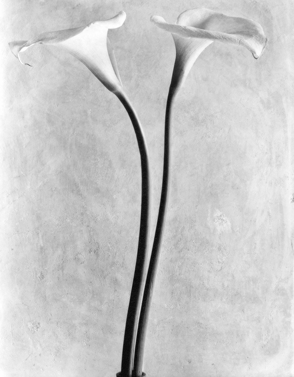 Calla Lilies, Mexico City, 1925 by Tina Modotti