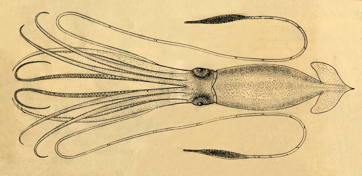 Squid Diagram SQUID DISSECTION