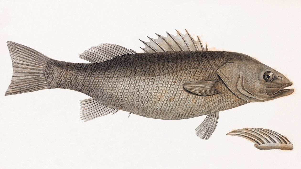 Elongated Perch (close up) by Unbekannt: Fine art print