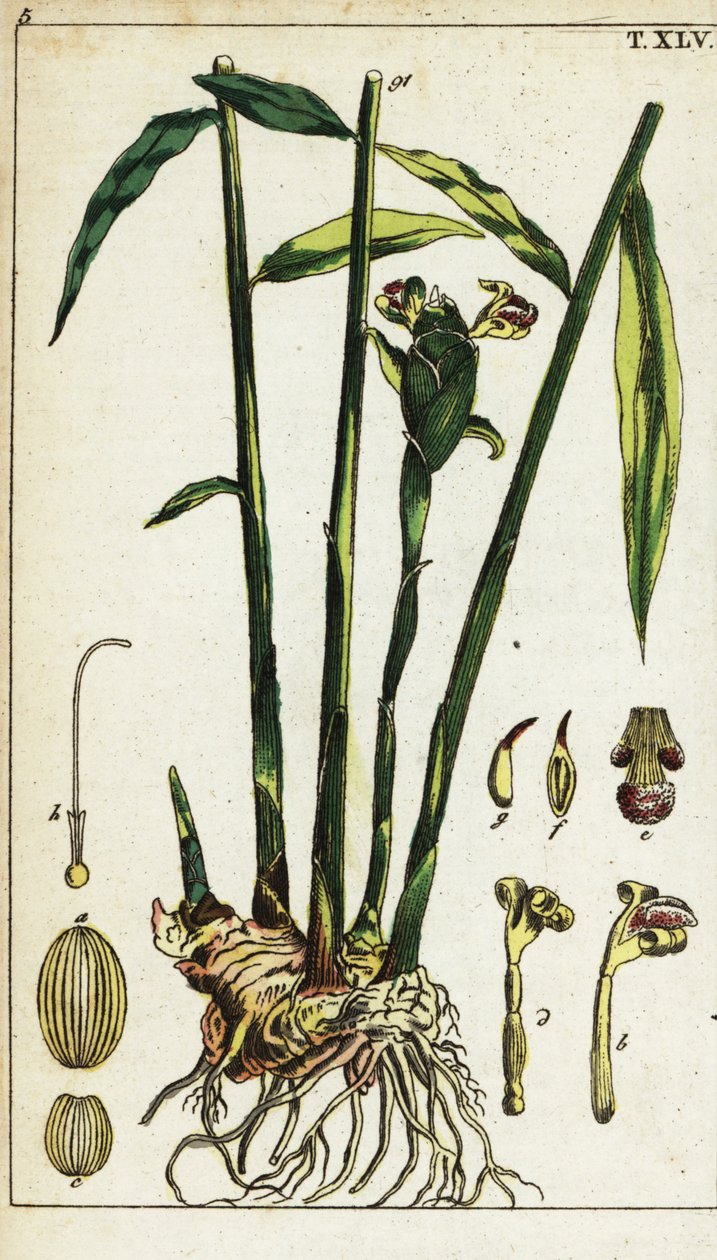 Zingiber Officinale Plant