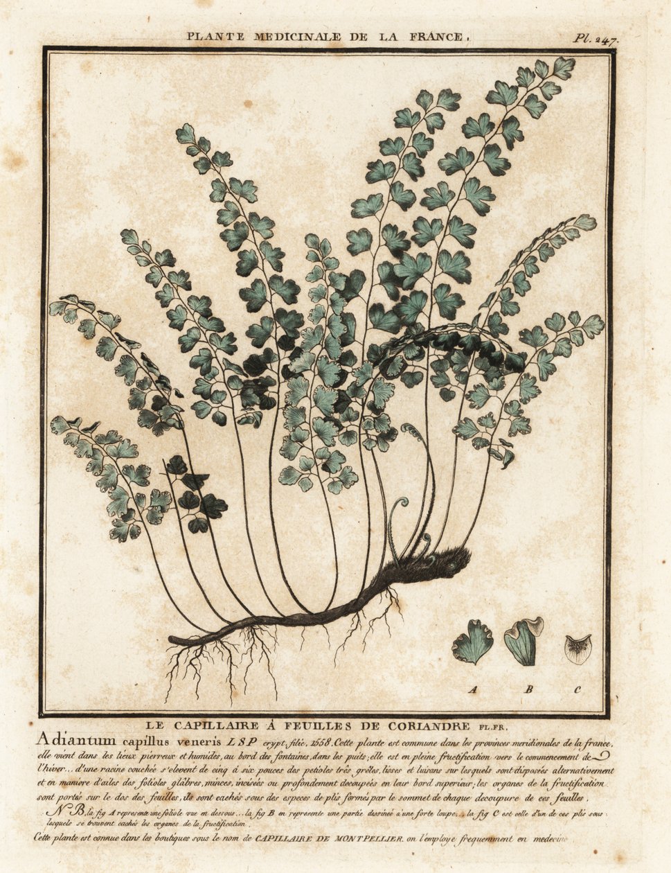 Maidenhair Fern Drawing