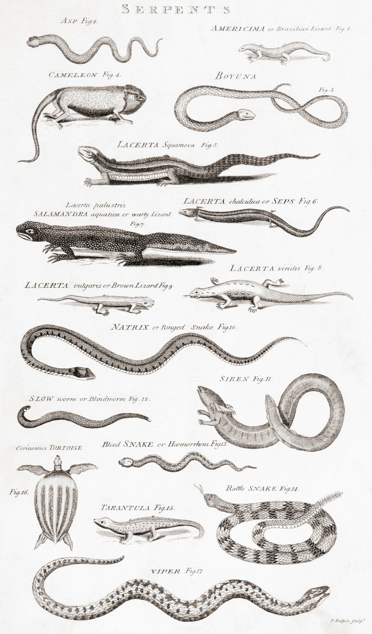 Different Types of Reptiles by Unbekannt Unbekannt