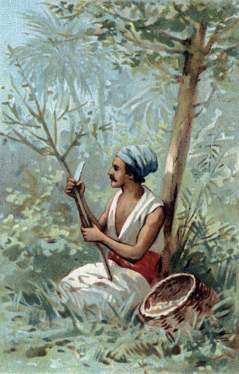 Cinnamon peel in Ceylon. Chromolithography of the late 19th century