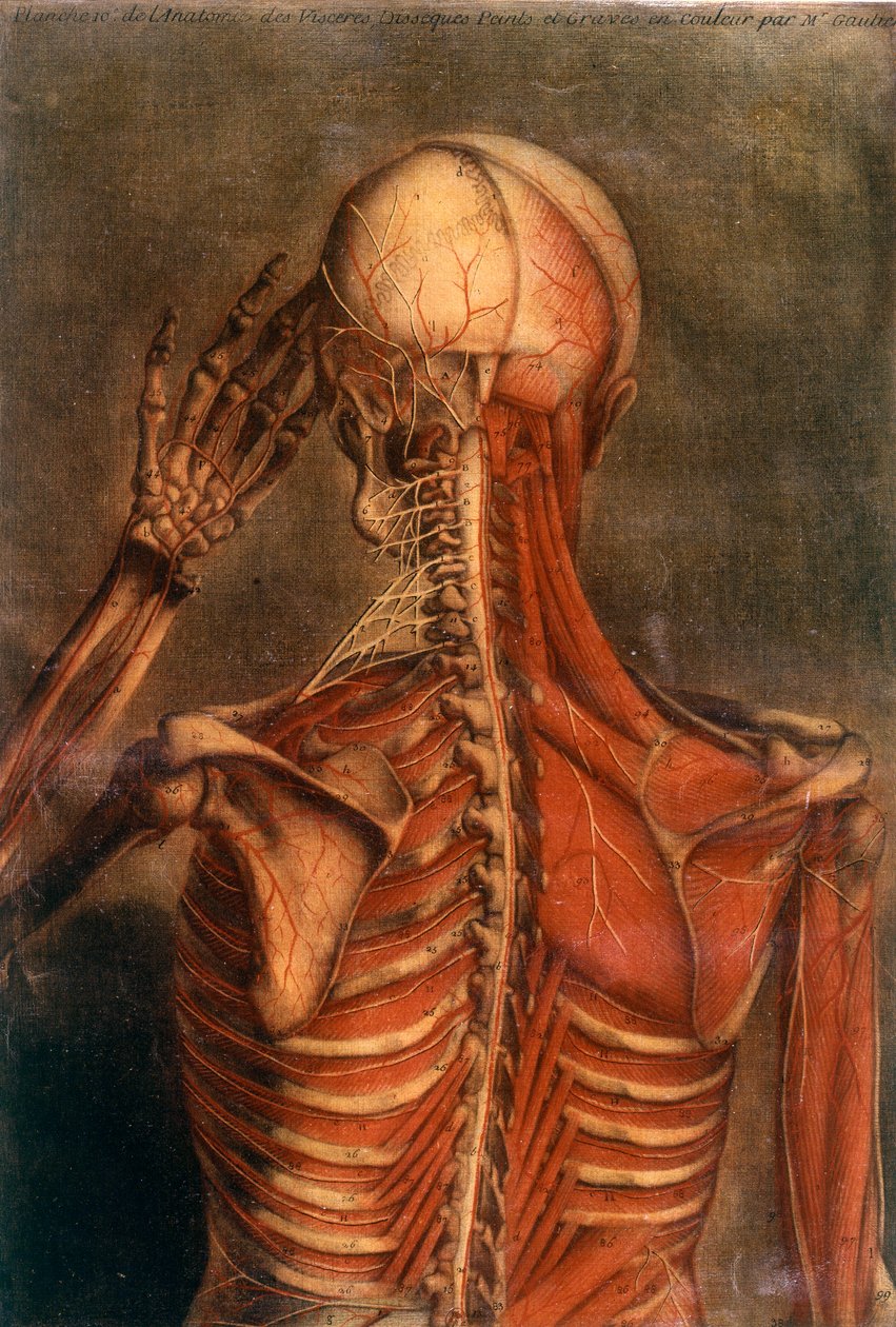 Anatomy of the human body: bark seen from the back