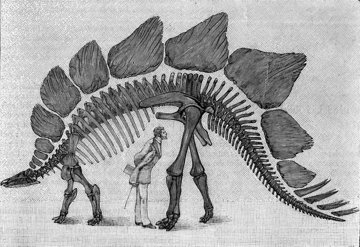 Dinosaur Skeleton Drawing