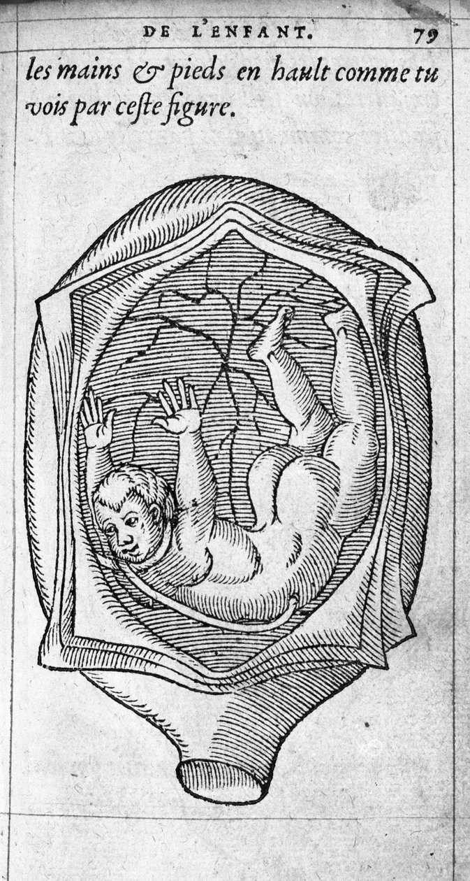 The position of the fetus in the uterus during pregnancy. Engraving ...