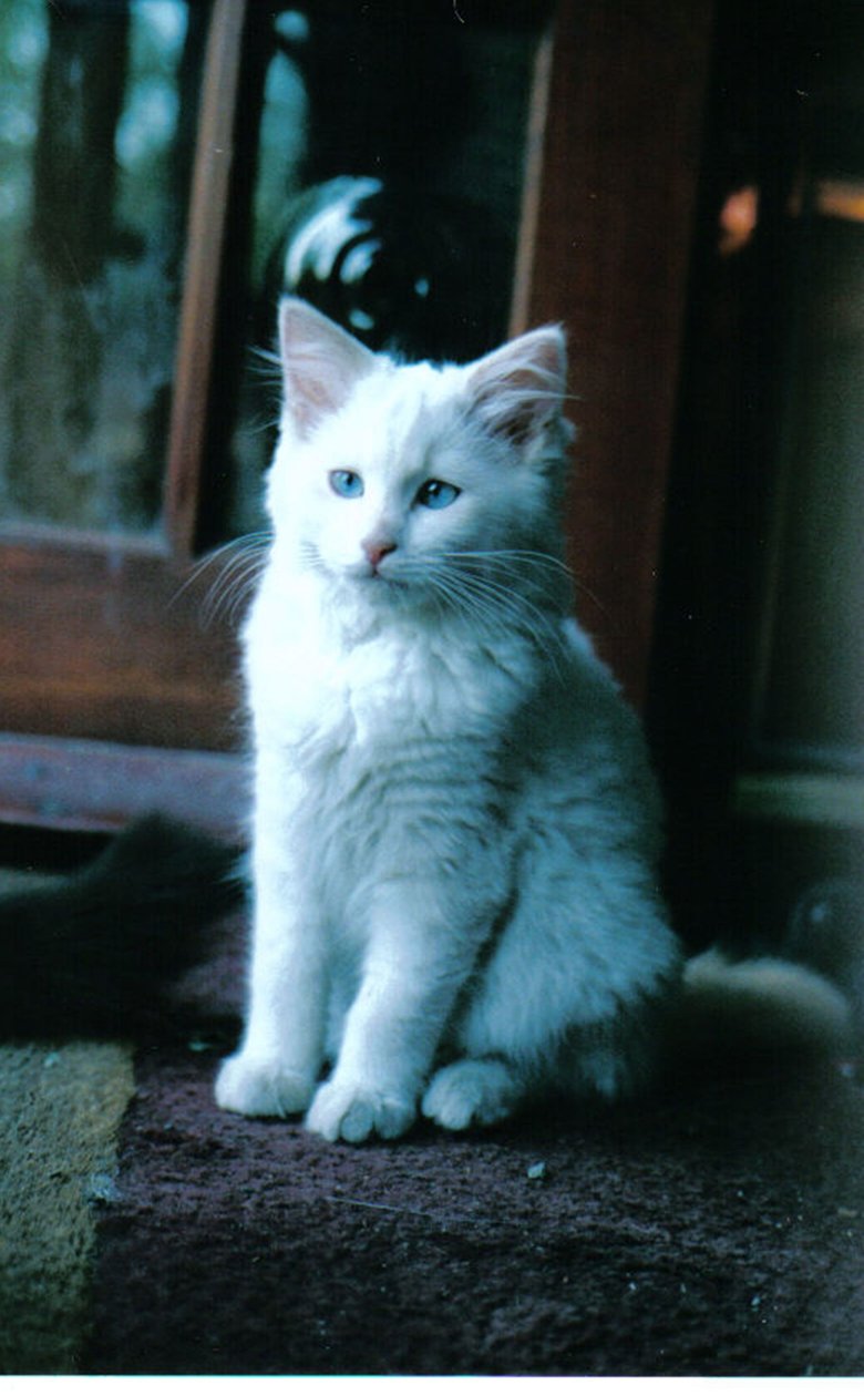 Ice Kitten by Vincent Alexander Booth: Buy fine art print