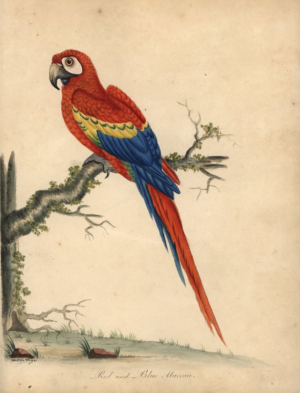 Scarlet macaw, Ara macao (Red and blue maccaw, Psittacus macao)