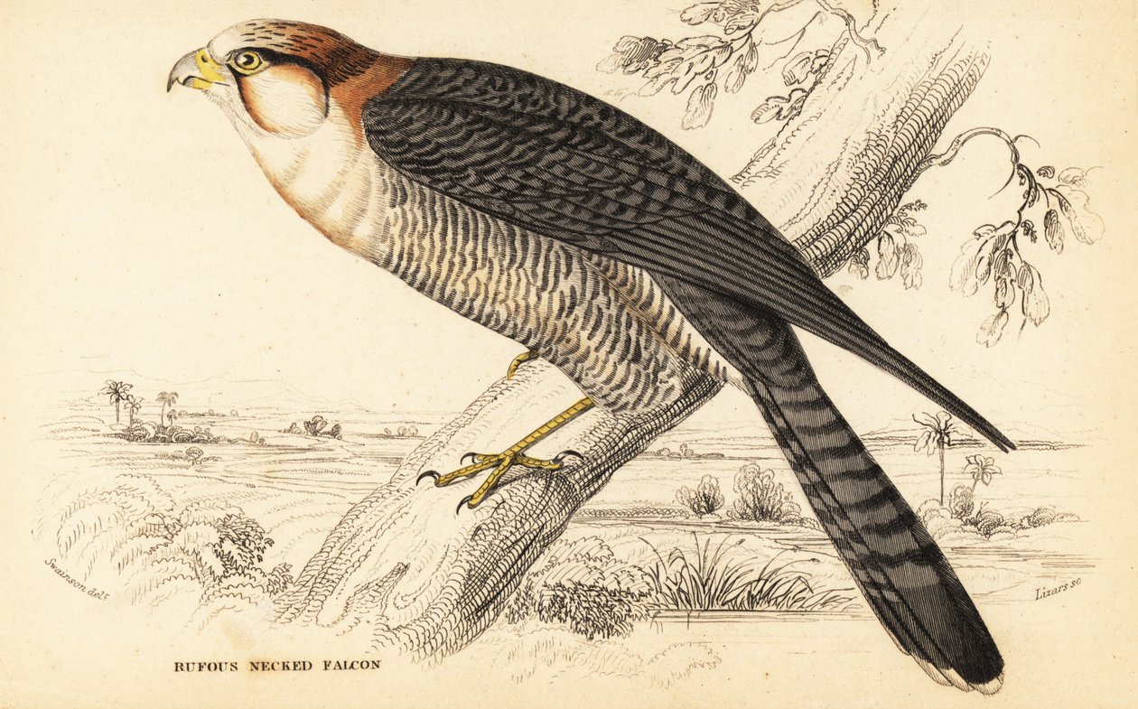 Red-necked falcon, Falco chicquera ruficollis