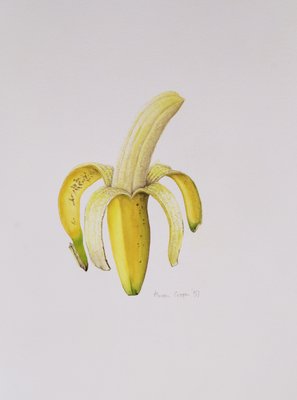 Half Peeled Banana Drawing
