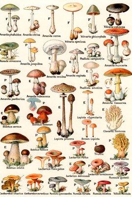 Poisonous Mushrooms Chart