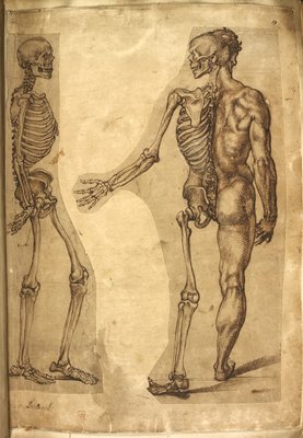 human skeleton drawing back