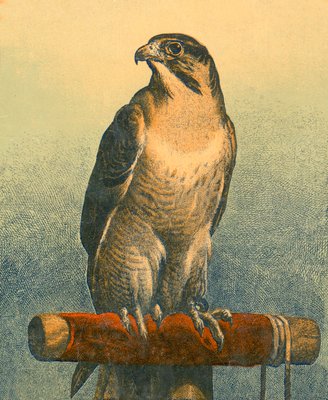 Falcon Painting