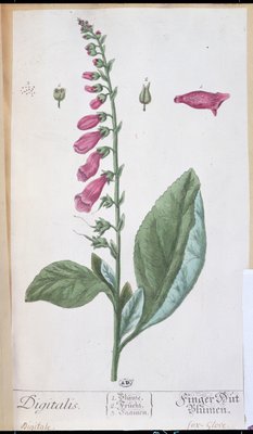 Digitalis Purpurea Drawing