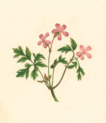 geranium robertianum drawing