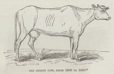 jersey cattle drawing