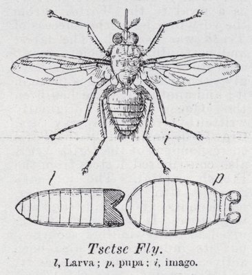 Tsetse Fly Life Cycle