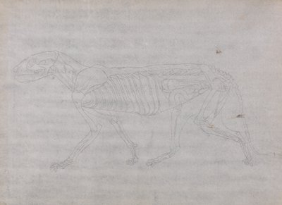 Study of a Tiger, Lateral View, from A Comparative Anatomical ...