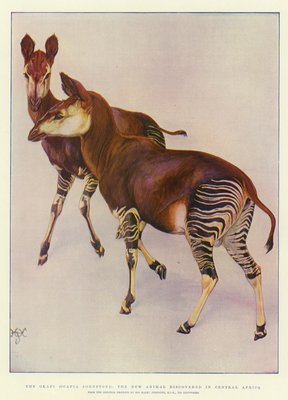 Okapi Art